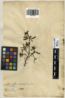 Jussiaea repens in Global Plants on JSTOR