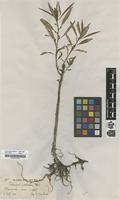 Ludwigia prostrata in Global Plants on JSTOR