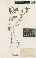 Ludwigia prostrata in Global Plants on JSTOR