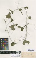Melothria maderaspatana in Global Plants on JSTOR