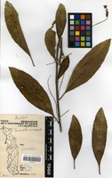 Terminalia avicennioides in Global Plants on JSTOR