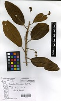 Terminalia avicennioides in Global Plants on JSTOR