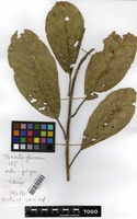 Terminalia glaucescens in Global Plants on JSTOR