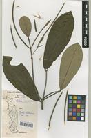 Alstonia boonei in Global Plants on JSTOR