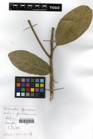 Terminalia glaucescens in Global Plants on JSTOR