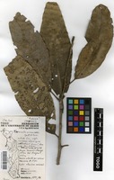 Terminalia avicennioides in Global Plants on JSTOR