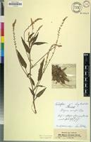 Digera arvensis in Global Plants on JSTOR