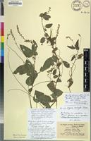 Digera arvensis in Global Plants on JSTOR