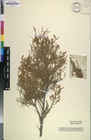 Tamarix articulata in Global Plants on JSTOR