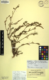 Peristrophe bicalyculata in Global Plants on JSTOR