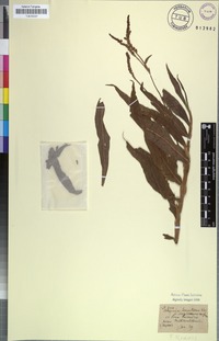 Polygonum tomentosum in Global Plants on JSTOR