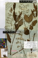 Holotype of Dimorphanthus elatus Miq. [family ARALIACEAE] on JSTOR