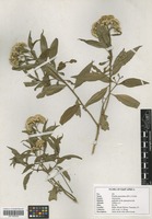 Psiadia punctulata in Global Plants on JSTOR