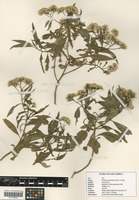 Psiadia punctulata in Global Plants on JSTOR