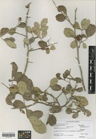 Rhus natalensis in Global Plants on JSTOR