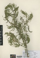 Acacia polyacantha in Global Plants on JSTOR