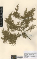 Juniperus procera in Global Plants on JSTOR