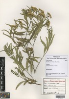 Psiadia punctulata in Global Plants on JSTOR