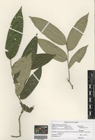 Parinari excelsa in Global Plants on JSTOR