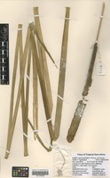 Typha australis in Global Plants on JSTOR