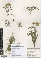 Psiadia punctulata in Global Plants on JSTOR