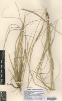 Enteropogon macrostachyus in Global Plants on JSTOR