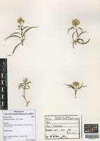 Psiadia punctulata in Global Plants on JSTOR