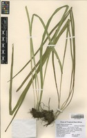 Vittaria elongata in Global Plants on JSTOR
