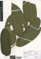 Polyscias fulva in Global Plants on JSTOR