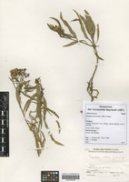 Psiadia punctulata in Global Plants on JSTOR