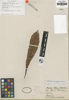 Polypodium punctatum in Global Plants on JSTOR