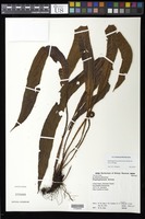 Elaphoglossum paleaceum (Hook. & Grev.) Sledge [family DRYOPTERIDACEAE ...