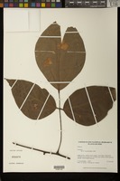 Dalbergia sp. in Global Plants on JSTOR