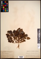 Atriplex hastata in Global Plants on JSTOR