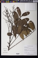 Simarouba amara Aubl. [family SIMAROUBACEAE] on JSTOR