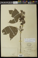 Flemingia macrophylla in Global Plants on JSTOR
