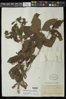 Flemingia macrophylla in Global Plants on JSTOR