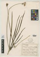 Nothoscordum inodorum in Global Plants on JSTOR