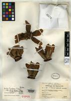 Bombax buonopozense in Global Plants on JSTOR