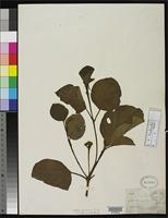 Cordia ovalis in Global Plants on JSTOR