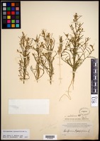 Corispermum hyssopifolium in Global Plants on JSTOR