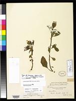 Jussiaea repens in Global Plants on JSTOR