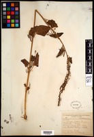 Atriplex hastata in Global Plants on JSTOR