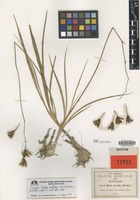 Isotype of Bletia ensifolia L.O. Williams [family ORCHIDACEAE] on JSTOR