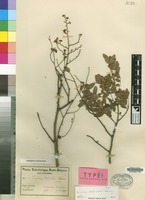 Dialium schlechteri in Global Plants on JSTOR