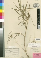 Digitaria scalarum in Global Plants on JSTOR