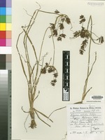 Cyperus bulbosus in Global Plants on JSTOR