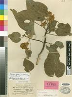 Dombeya torrida in Global Plants on JSTOR