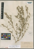 Corispermum hyssopifolium in Global Plants on JSTOR
