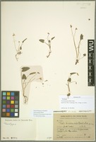 Paratype of Viola hunanensis Hand.-Mazz. [family VIOLACEAE] on JSTOR
